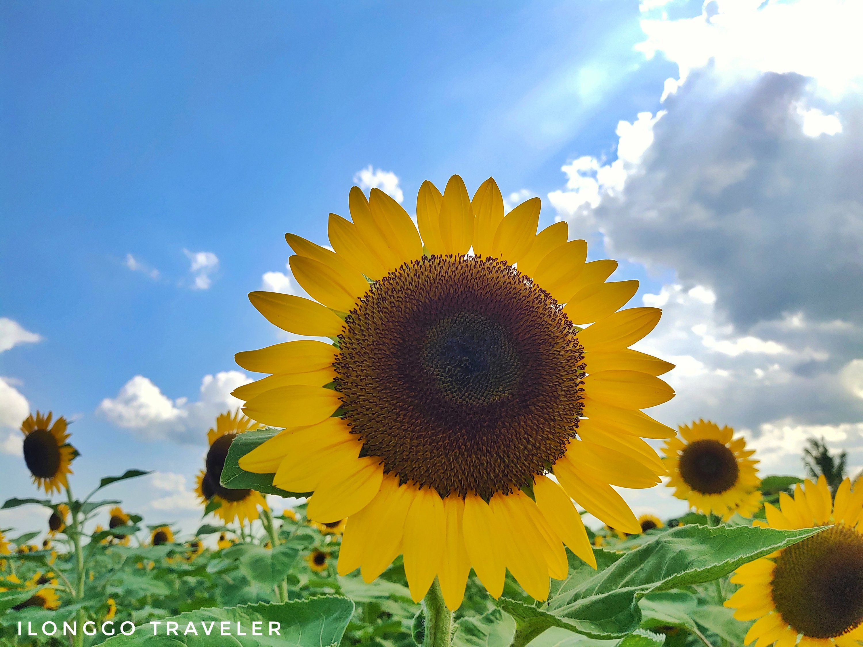 A Joyful Escape at Happy Farm: Pototan, Iloilo – Ilonggo Traveler